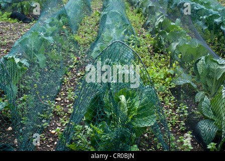 Wire hoops and netting being used as crop protection Stock Photo - Alamy