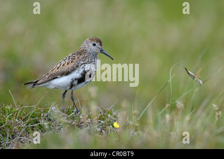 Dunlin (Calidris alpina) adult in winter plumage, wading amongst razor ...