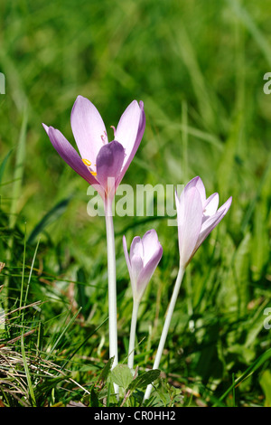 Violet autumn crocus (Colchicum autumnale) toxic autumn-blooming flower ...