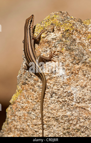 Western rock skink (Trachylepis sulcata) male on rock, Namibia Stock ...