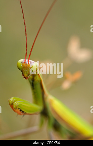 Close up of a the head of a praying mantis, isolated on a blurred green ...