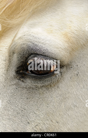 White horse eye, close up details of animal and head Stock Photo - Alamy