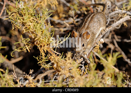 African striped mouse (Rhabdomys pumilio), Kgalagadi Transfrontier ...