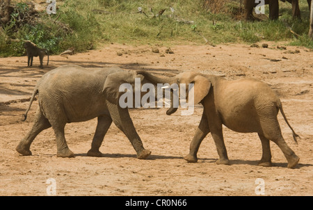 Two Elephants playing Stock Photo - Alamy