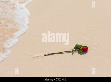 Mexico, Yucatan, Red rose on beach Stock Photo - Alamy