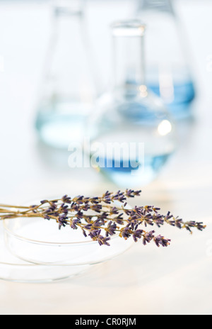 Lavender in laboratory Stock Photo - Alamy