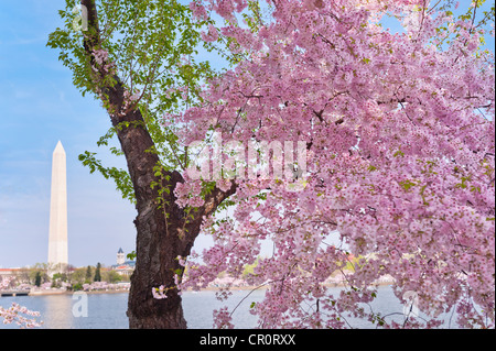 Cherry Blossom in Washington D.C., USA Stock Photo - Alamy