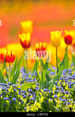 Several red and yellow blooming flowers in flower bed Stock Photo - Alamy
