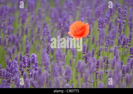 Lavender (Lavandula angustifolia) with Common Poppy or Corn Poppy ...