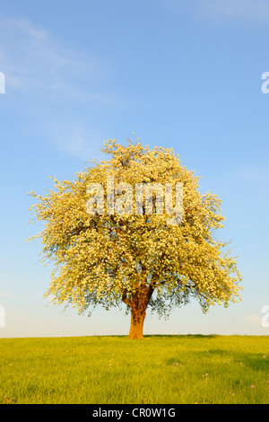 Single blossoming pear tree on flowering meadow in morning light ...