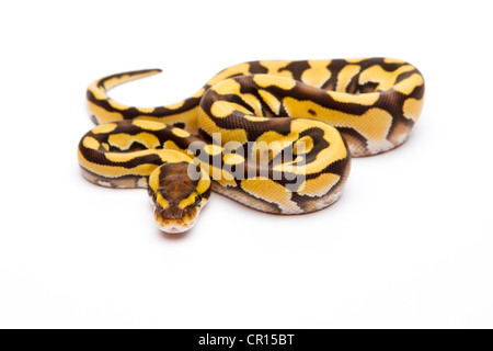 Royal python (Python regius), Tiger Phantom, female, reptile breeder ...