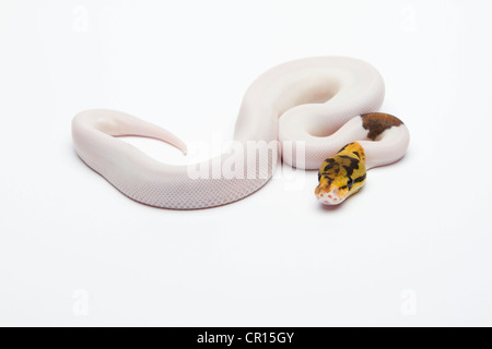Bumble Bee Piebald Ball Python or Royal Python (Python regius), female ...