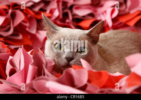 Burmese Red Cat Stock Photo - Alamy