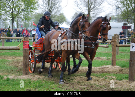 Carriage racing championship in Horst Netherlands Stock Photo - Alamy