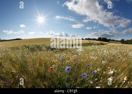 Flowers in a field of wheat Stock Photo - Alamy