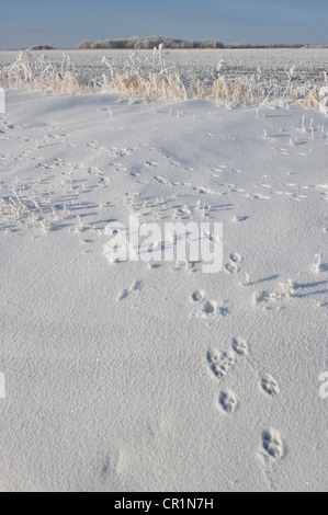 Jackrabbit tracks on hoarfrost and snow Stock Photo - Alamy