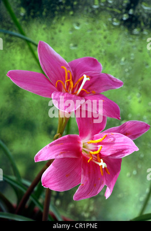 Pink flowers with drops on a dim background Stock Photo - Alamy