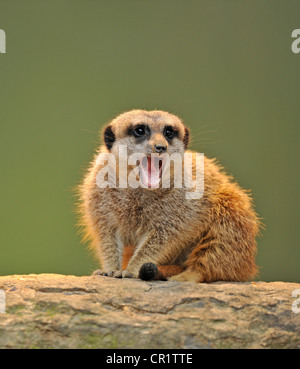 Meerkat With Mouth Open (Suricata suricatta Stock Photo - Alamy