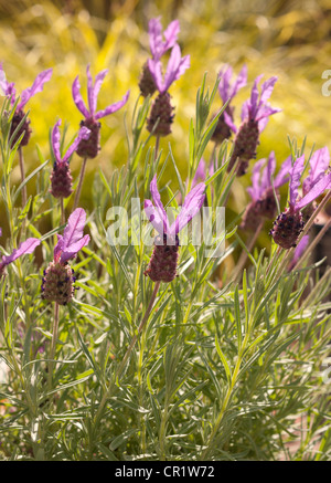 Lavandula 'Fathead'. Lavender Stock Photo - Alamy