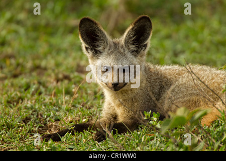 Africa Animals Bat Eared Fox Big Ears Ears Fox Stock Photo - Alamy