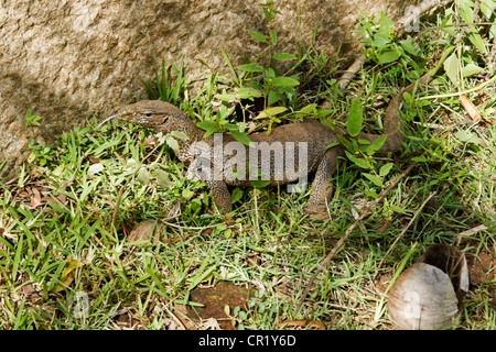 Land monitor (thalagoya), Sri Lanka Stock Photo - Alamy