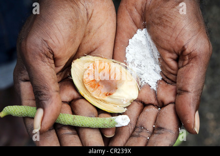 Hand holding betel nut (Areca nut). Nut is chewed with lime and a stem ...