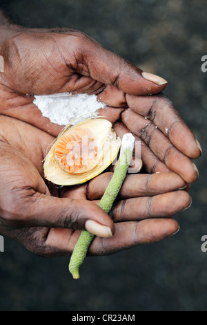 Hand holding betel nut (Areca nut). Nut is chewed with lime and a stem ...