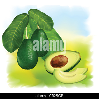 Whole and sliced avocados with green leaves round frame with empty ...