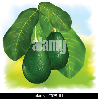 Whole and sliced avocados with green leaves round frame with empty ...