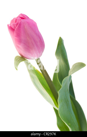close up pink tulip isolated on white Stock Photo - Alamy
