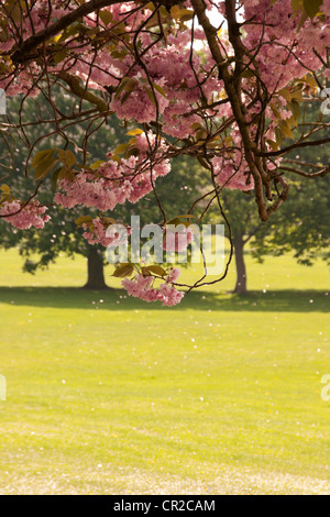 Cherry Blossom falling from the trees at Stapenhill Gardens and Trent ...