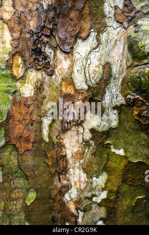 The wet bark of a sycamore tree Stock Photo - Alamy