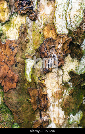 The wet bark of a sycamore tree Stock Photo - Alamy