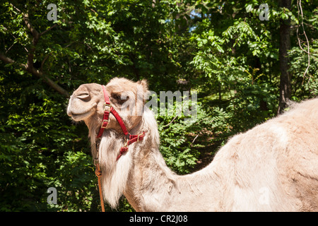 The Bronx Zoo, Camel ride enclosure and track, Wildlife Conservation ...