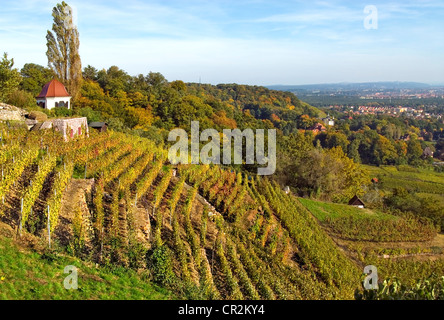 Panorama of the Radebeul Vineyards in Autumn, Elbe Valley, Saxony Stock ...