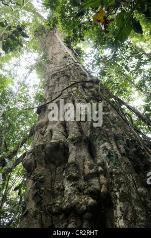 Giant old growth almond tree, Dipteryx panamensis, lowland rainforest ...