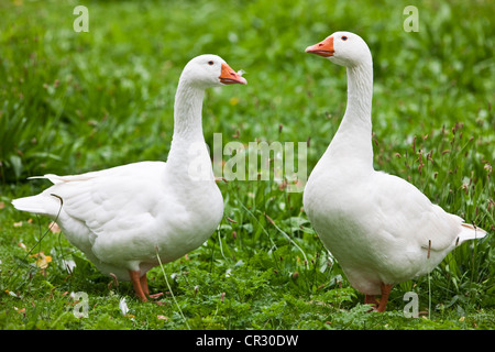 Domestic geese (Anser anser f. domestica) and a greylag goose (Anser ...