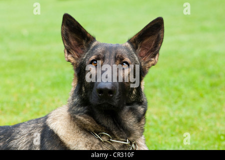 German shepherd dog, Alsatian Stock Photo - Alamy