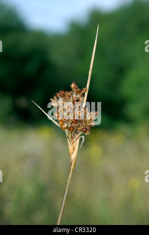 Sharp rush, Juncus acutus, in flower and fruit, growing in saltmarsh ...