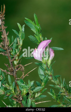 Spiny restharrow, Ononis spinosa, portrait of pink flowers with nice ...