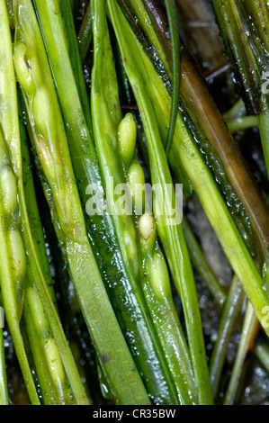 dwarf eelgrass (Zostera noltei Stock Photo - Alamy
