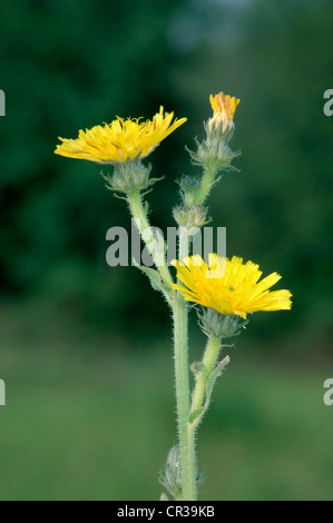 Hawkweed Oxtongue (Picris hieracioides Stock Photo - Alamy