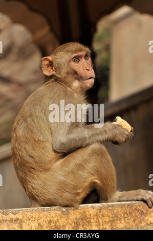 Rhesus monkeys (Macaca mulatta) eat food left behind from Hindu ...