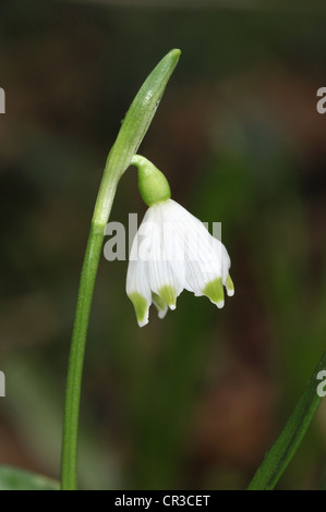 leucojum vernum spring snowflake white flower flowers flowering clump ...