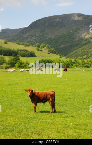 Luing Cattle in fields near the Perthshire village of Fortingall with ...
