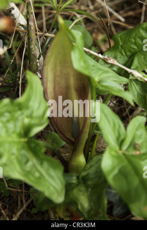 Cuckoo Pint (Arum maculatum). Cross section through the inflorescence ...