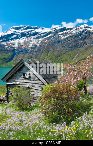 Apple tree Lofthus Stock Photo - Alamy