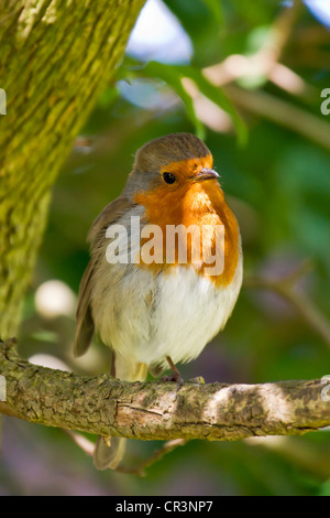 The European Robin, most commonly known in Anglophone Europe simply as ...