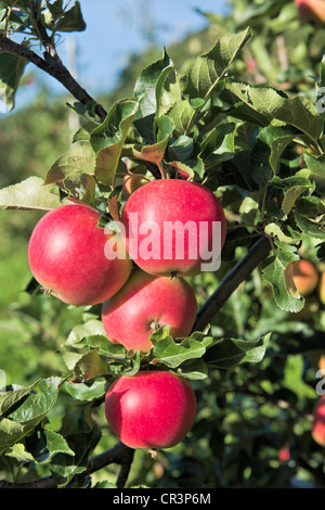 Apple tree, Hardanger, Norway, Scandinavia, Europe Stock Photo - Alamy