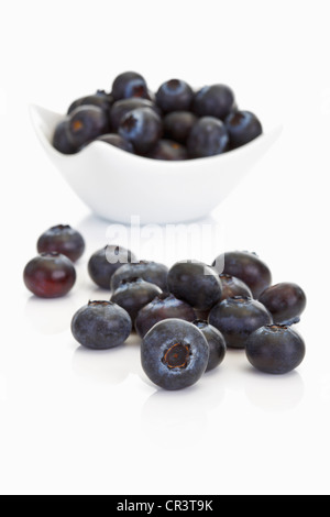 Common bilberry or blue whortleberry (Vaccinium myrtillus) is an edible ...